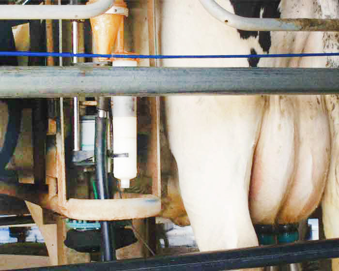 Dairy Express | Dairy Express Herd Recording